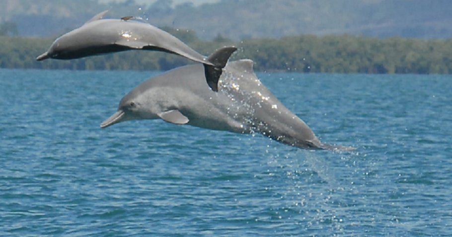 Does dolphin-safe tuna live up to its labeling? - CBS News