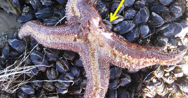 Mystery disease turning starfish into "goo" - CBS News