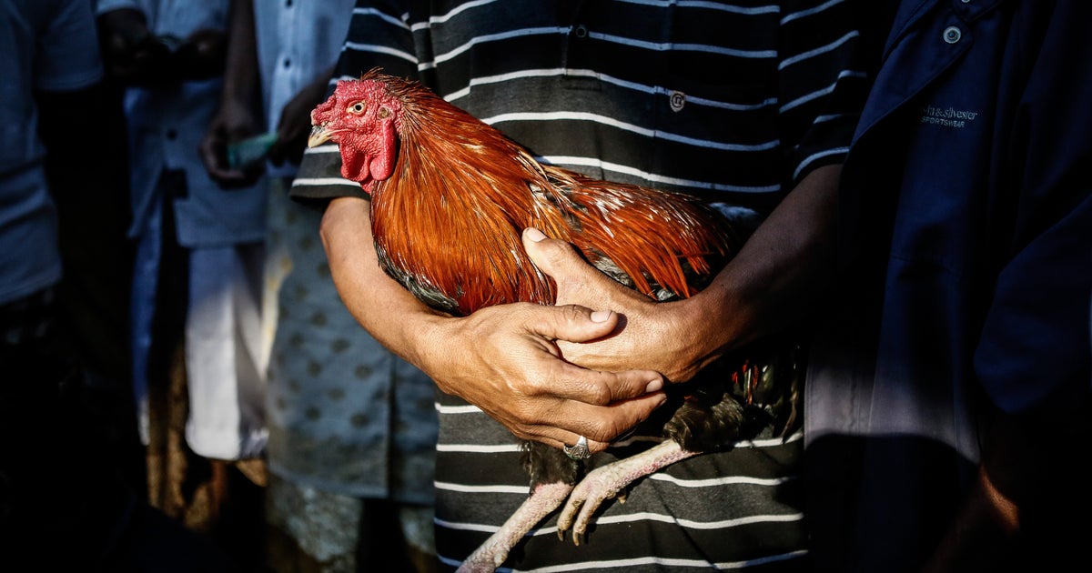 Ritual rooster fights in Bali