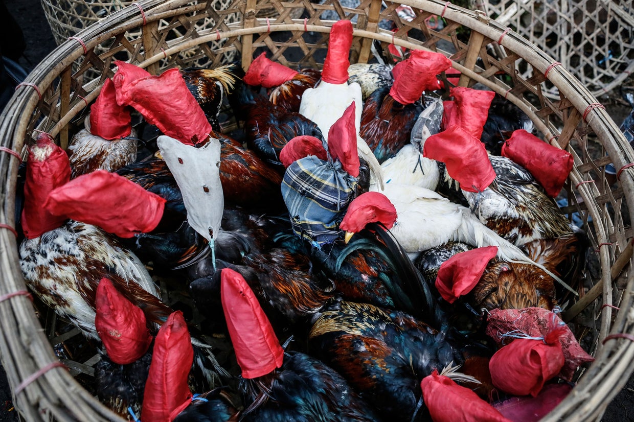 Ritual rooster fights in Bali