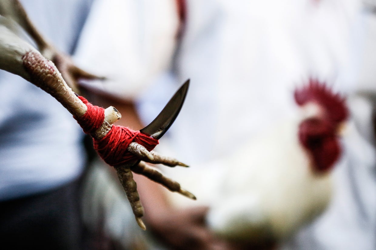 Ritual rooster fights in Bali
