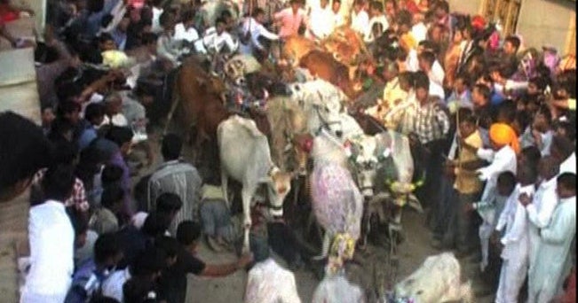 Indian men trampled by cows in traditional ritual - CBS News