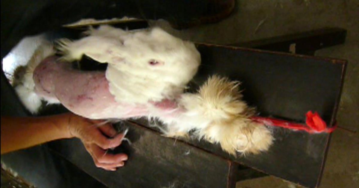 PETA releases video of angora rabbit investigation in China - CBS News