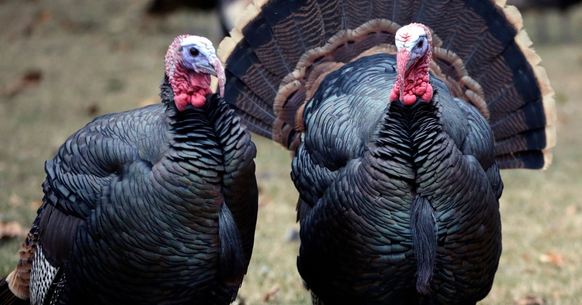 Bizarre scene caught on video: Wild turkeys circle dead cat - CBS News