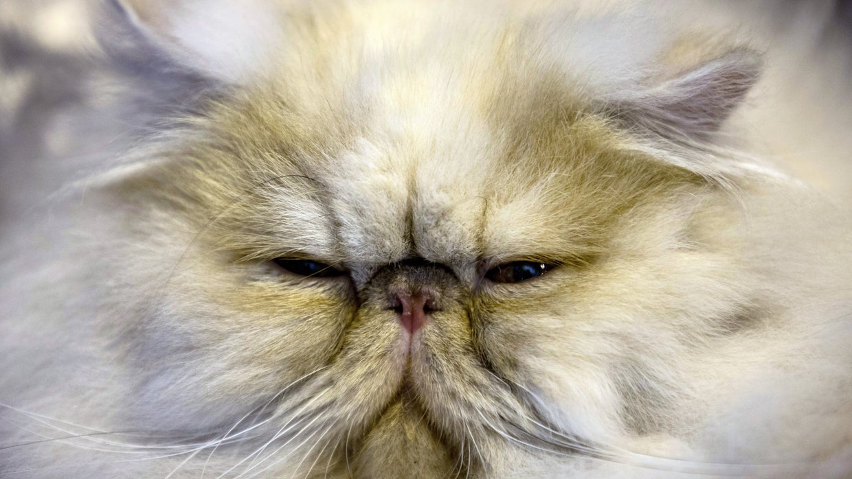 Cats were first domesticated at least 5,300 years ago, study shows ...