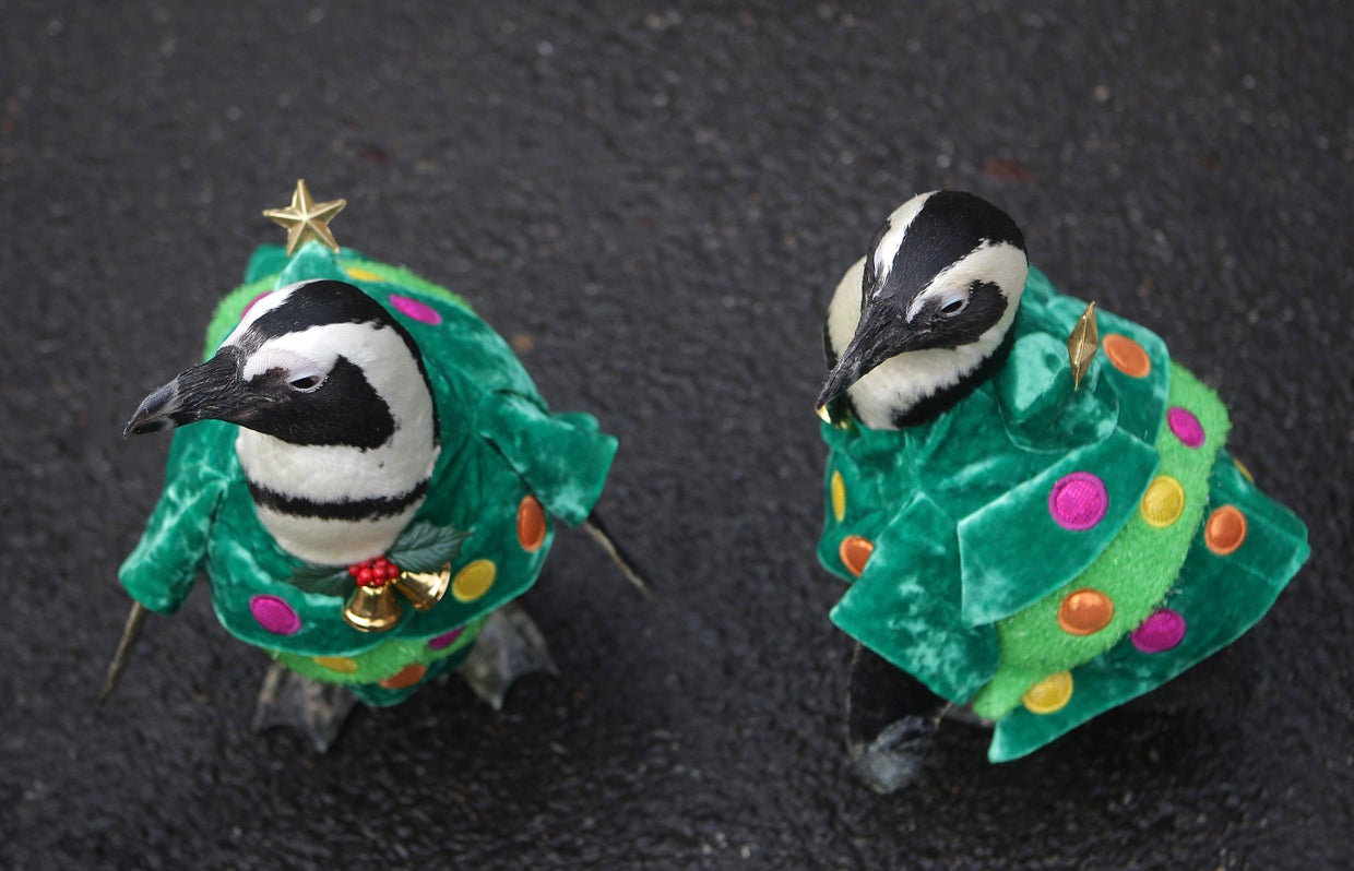 Christmas penguins on parade
