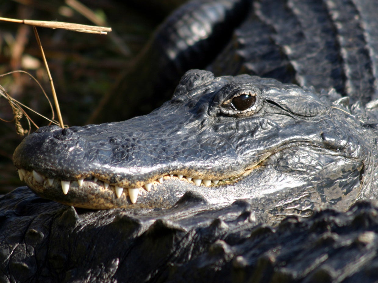 Species saved by the Endangered Species Act