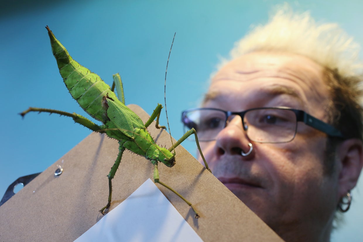 Census day for British zoos