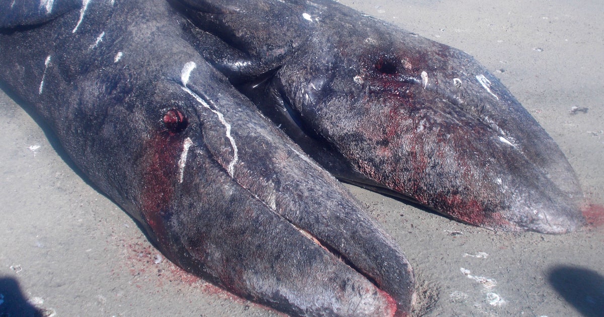Rare conjoined gray whale twins found in Mexico - CBS News