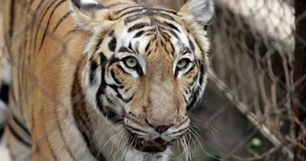 India scrambles to save tigers from deadly virus - CBS News