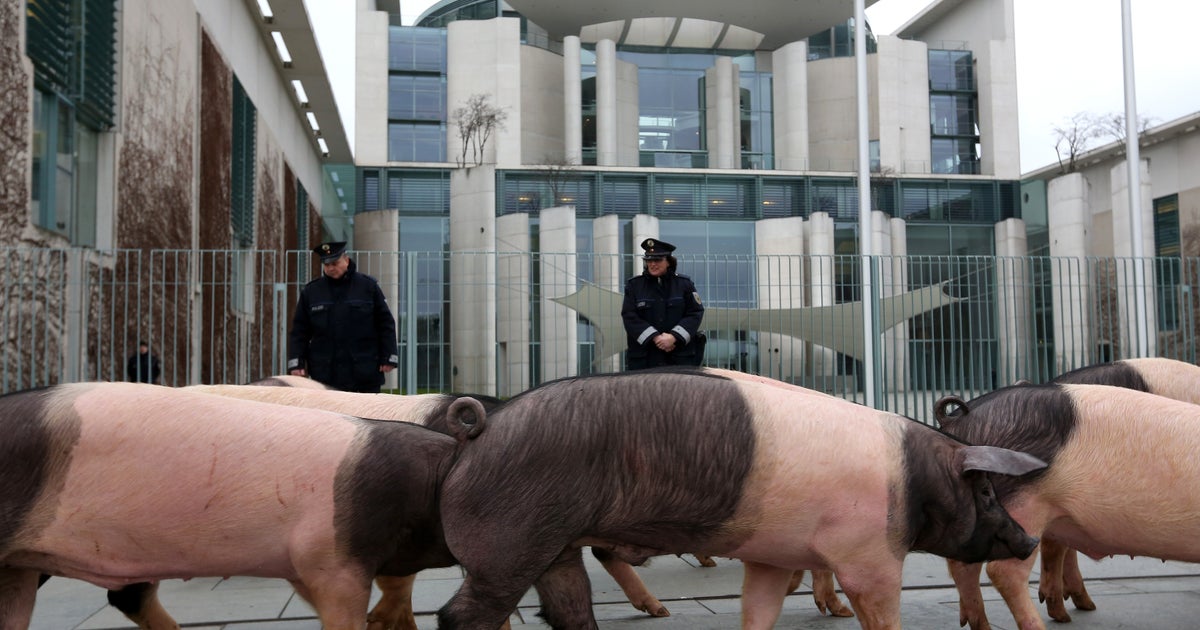 German protest goes hog wild