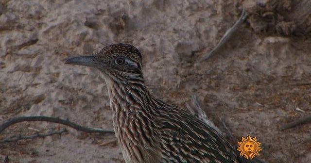 Nature Roadrunners And Cuckoos Cbs News