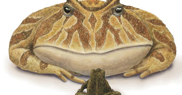 Prehistoric "devil frog" may have had anti-dinosaur armor - CBS News