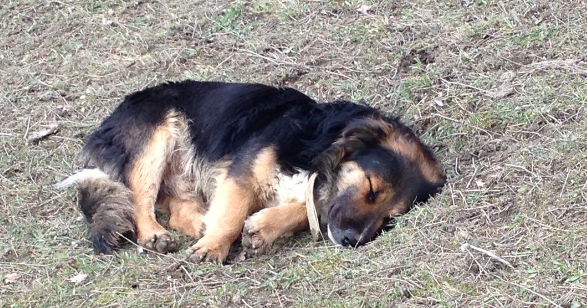 Sochi dog lovers scramble to save strays from poison as they're culled ...