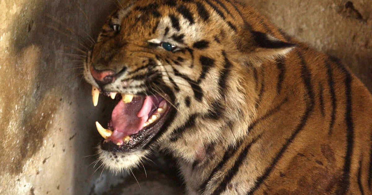 India's killer tiger thwarts hunters, strikes again - CBS News