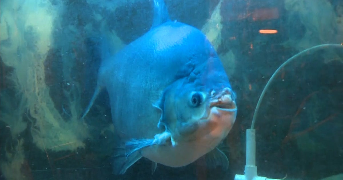 Rufus, a 37-year-old carrot-eating fish, gets new home thanks to online ...