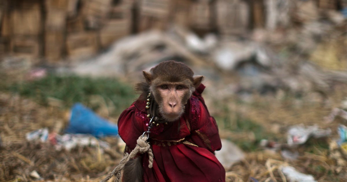 Pakistan's performing primates