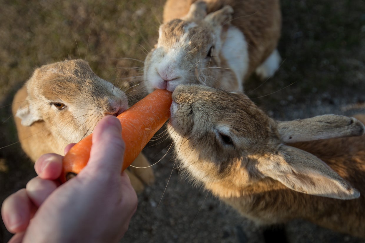Japan's island of bunnies