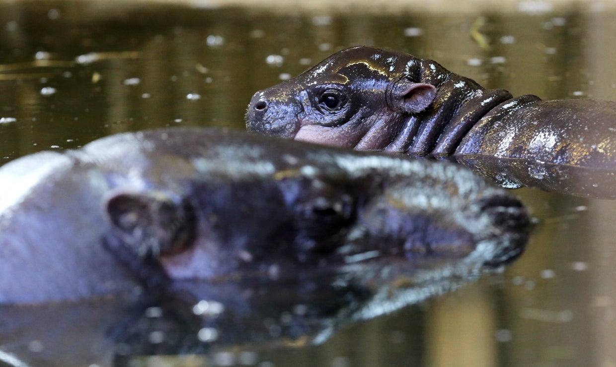 Tiny, rare hippo born in England