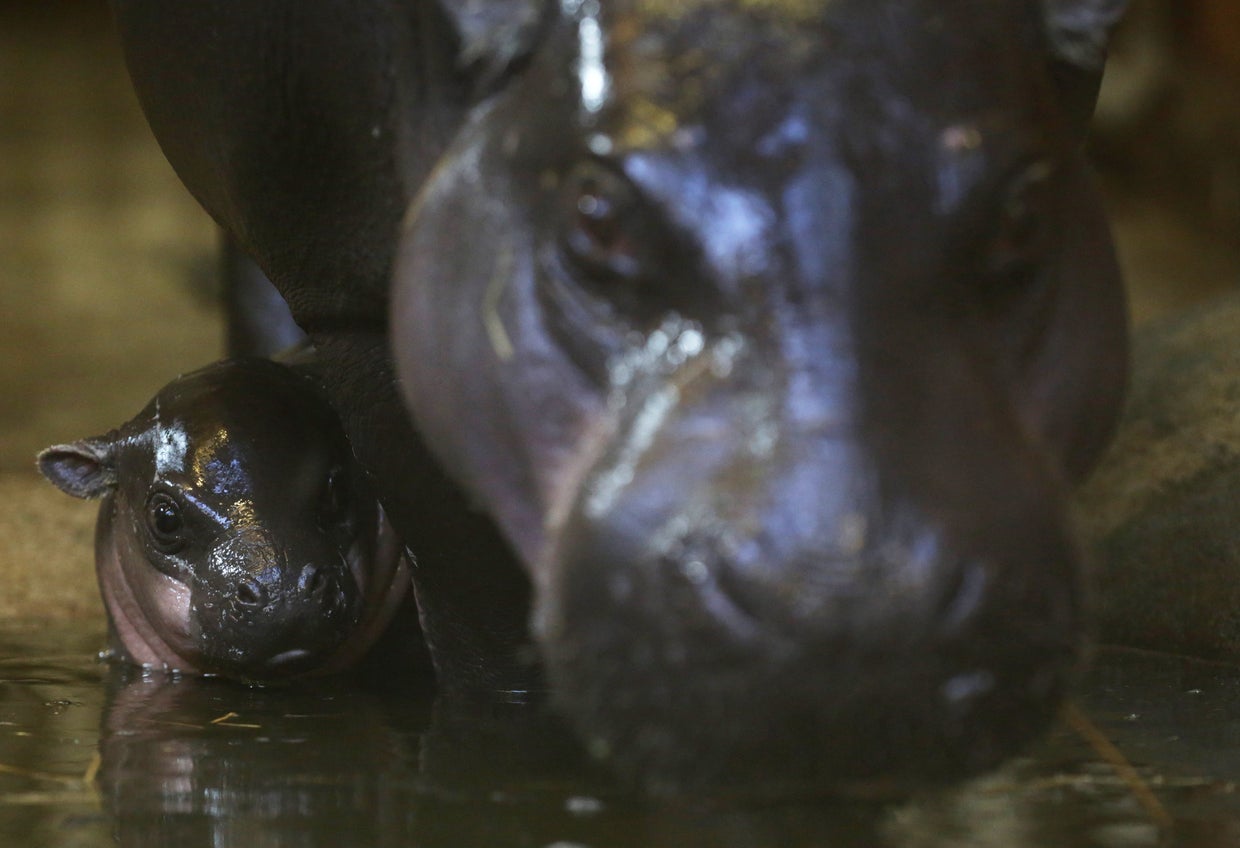 Tiny, rare hippo born in England