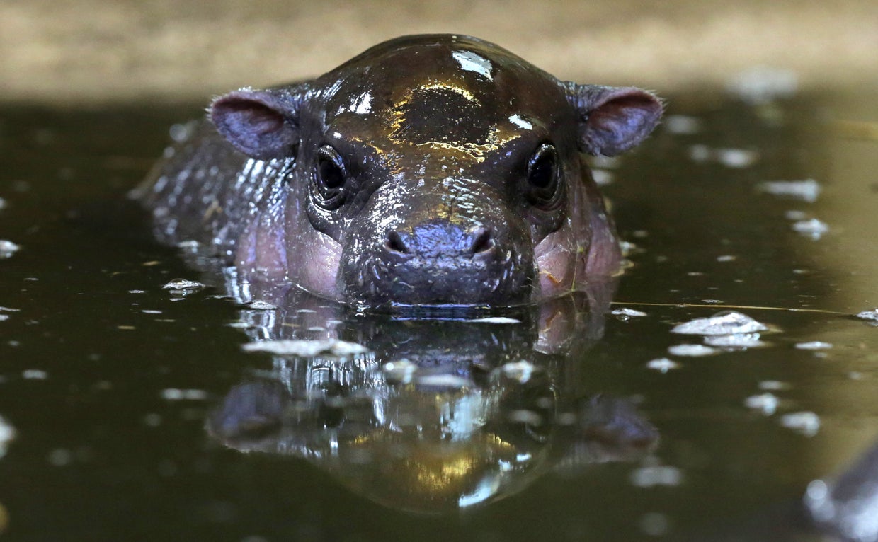 Tiny, rare hippo born in England