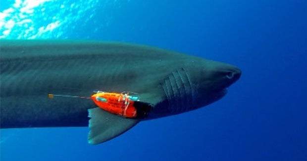 Cameras give researchers a "shark's eye" view of the sea - CBS News