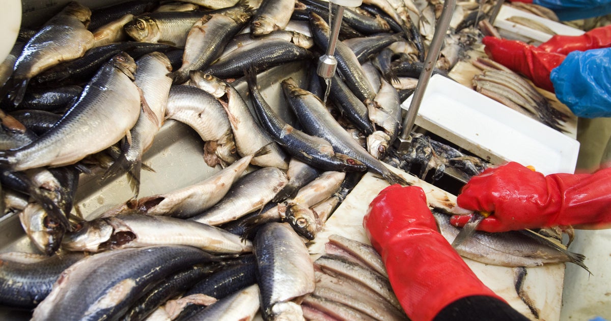 Rare skin infection tied to raw fish in New York City Chinatowns - CBS News