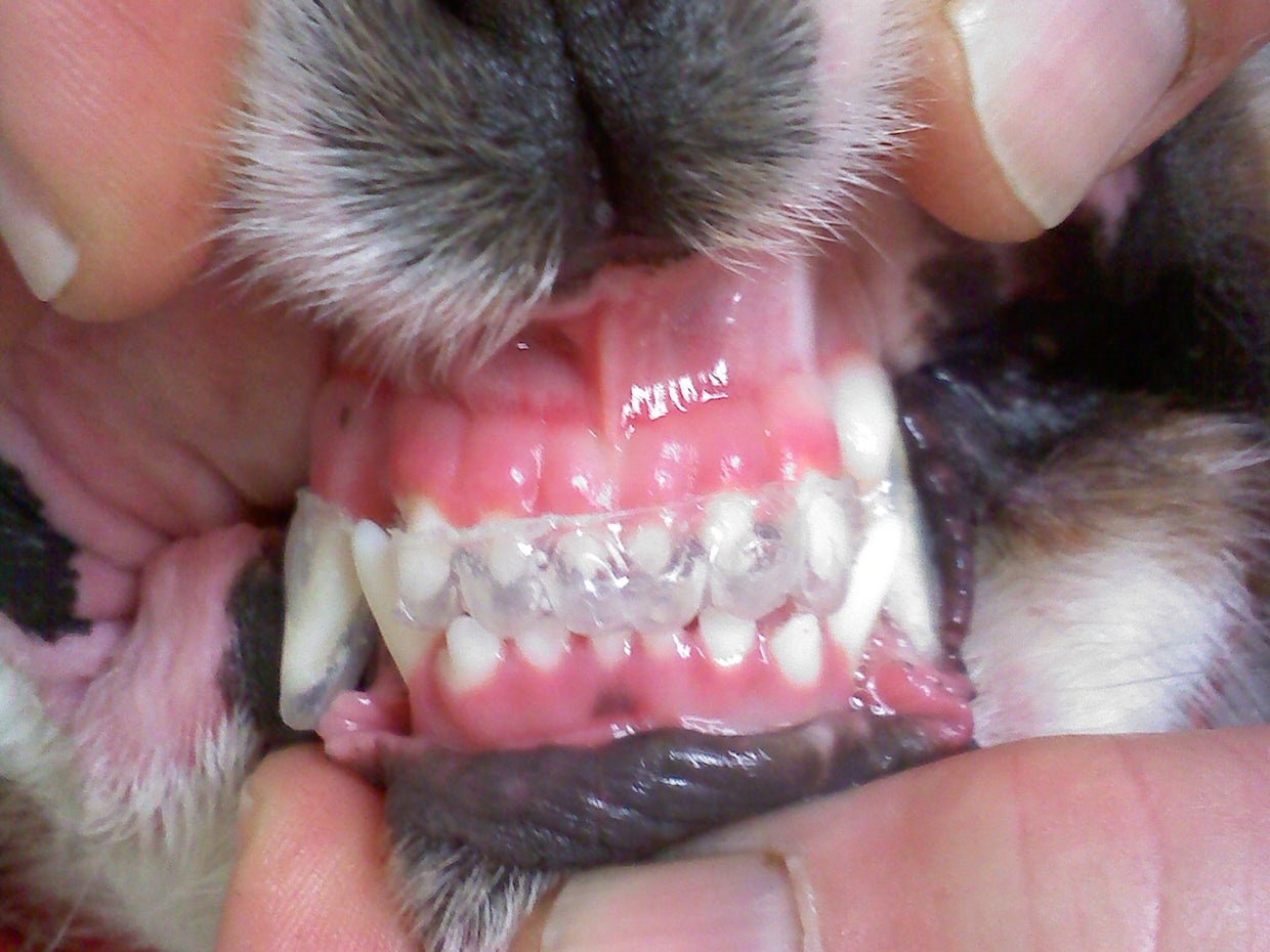 Why dogs and cats need dental care, sometimes even braces - CBS News