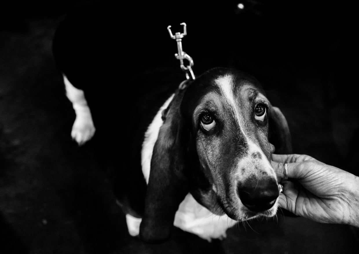 Canine competition at Crufts dog show