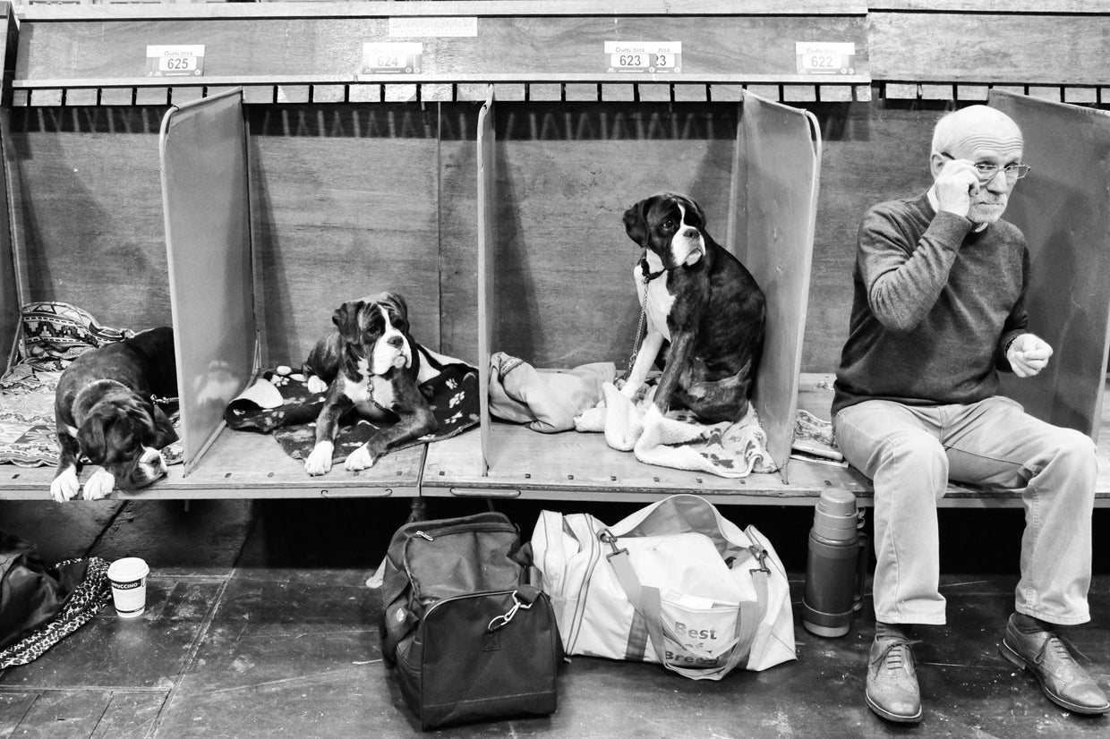 Canine competition at Crufts dog show