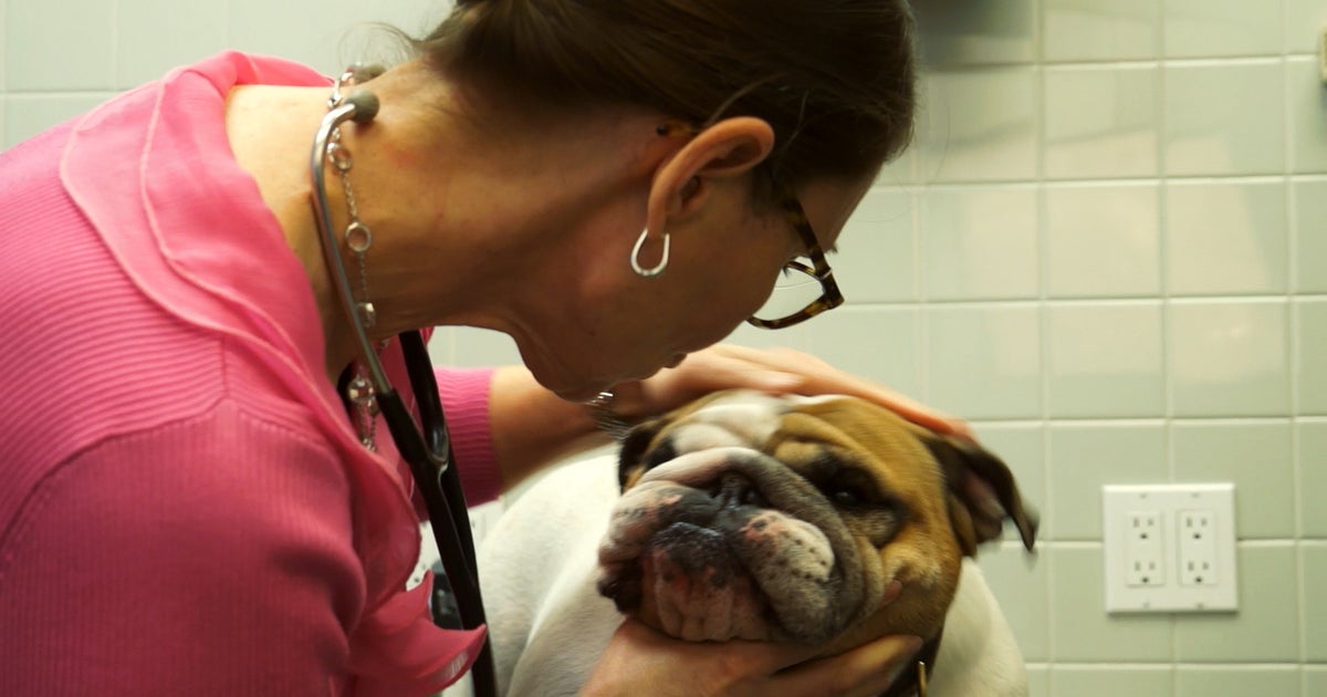 Implants and facelifts for your pet? Inside the pet plastic surgery ...