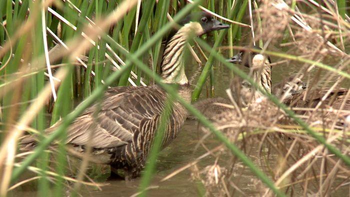 Rare Hawaiian nene make appearance in Oahu