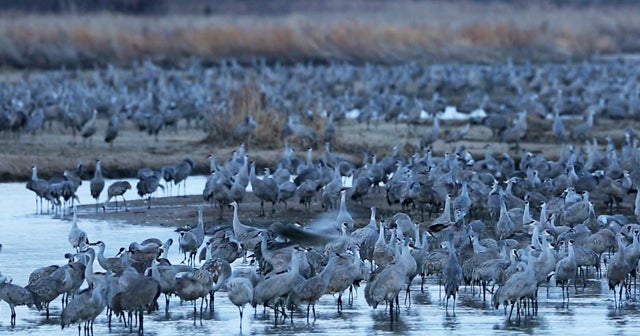 Bird lovers flock to witness sandhill crane migration - CBS News