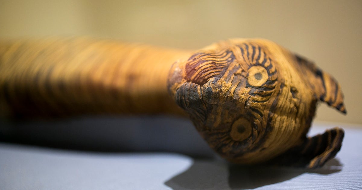 Still life: Ancient animal mummies