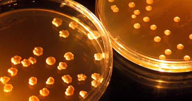 DARPA announces new Biological Technologies Office - CBS News