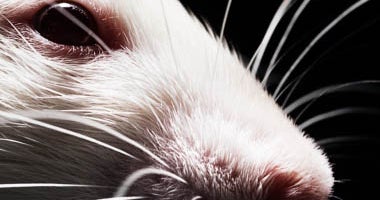 Rats! Women invade Philadelphia home, set rodents free inside - CBS News