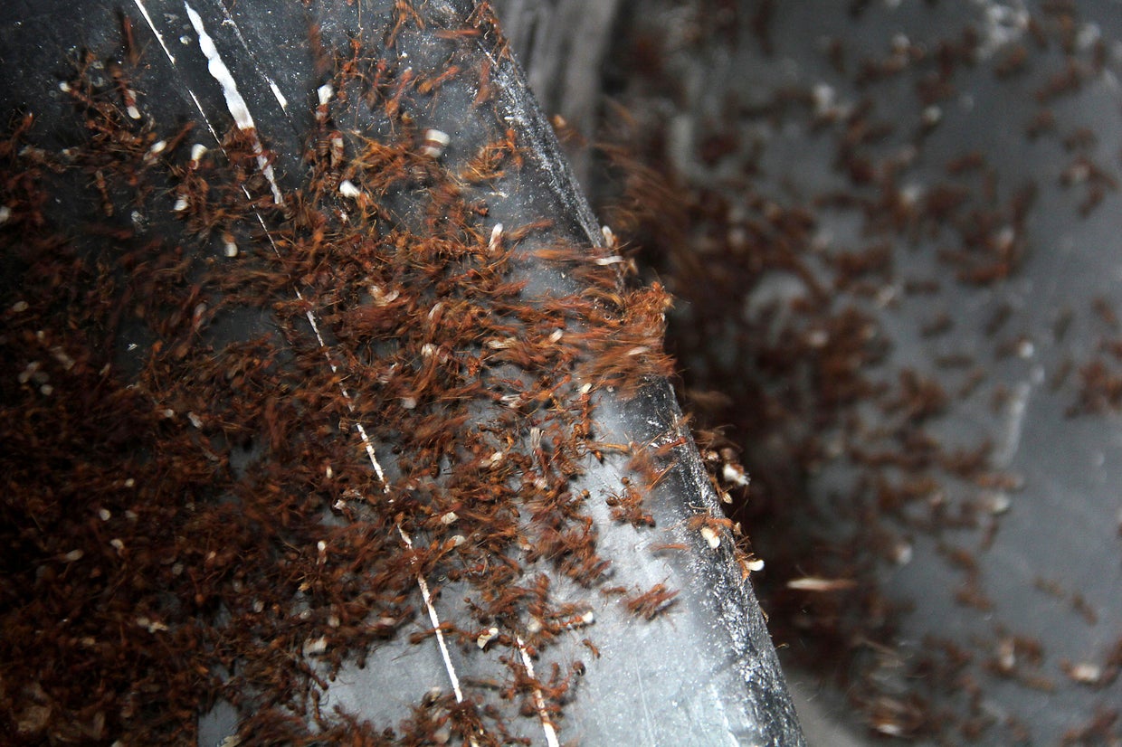 Ant farmers of Indonesia
