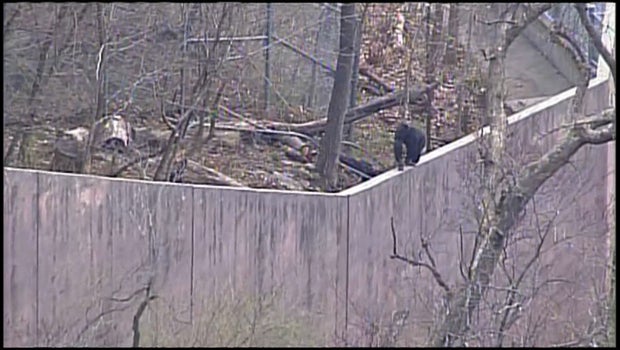 Chimpanzees get loose at Kansas City Zoo - CBS News