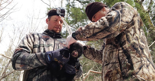 With bear attacks on the rise, biologists study their every move - CBS News