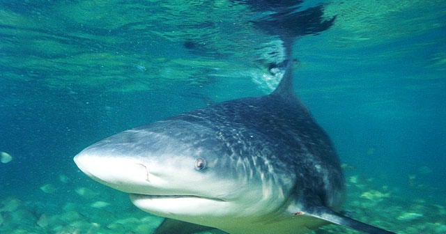 Modern sharks sleeker than their prehistoric ancestor, researchers say ...