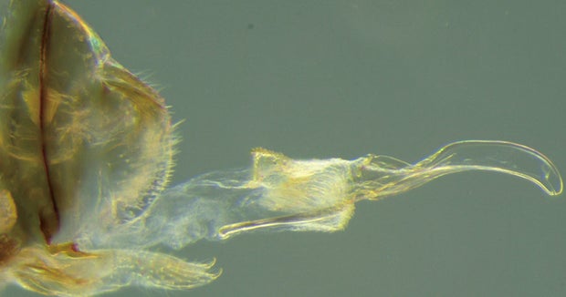 Gender-bending insect species discovered in Brazil - CBS News