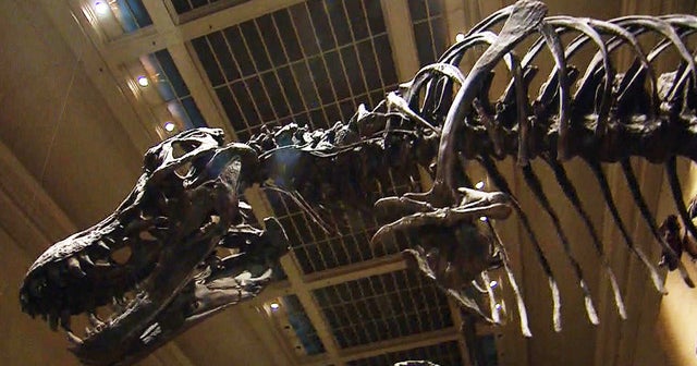 Tyrannosaurus Rex fossil arrives in its new Smithsonian home - CBS News