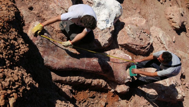 Scientists discover largest dinosaur ever to have walked the earth ...