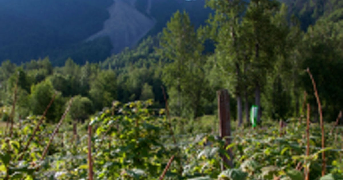 Thomas Cottam, Alaska man, accused of killing owner of raspberry farm ...