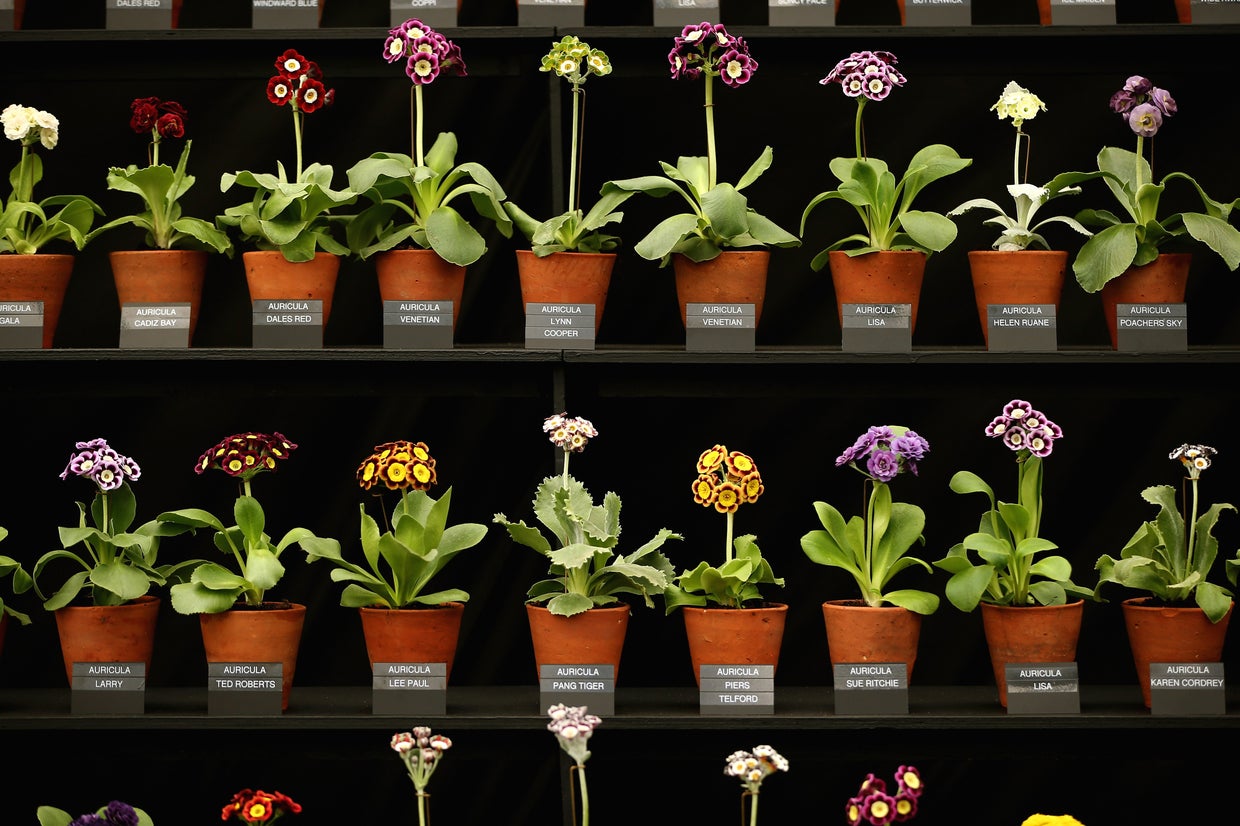 Flowers galore in Chelsea, London