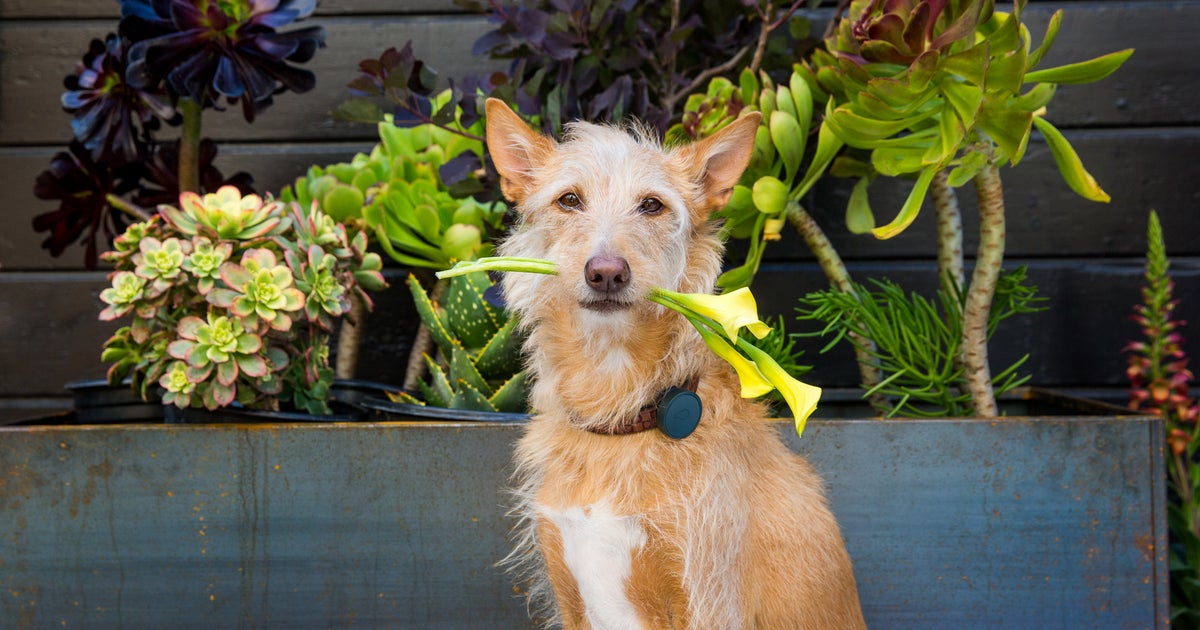 Wearable tech for pets