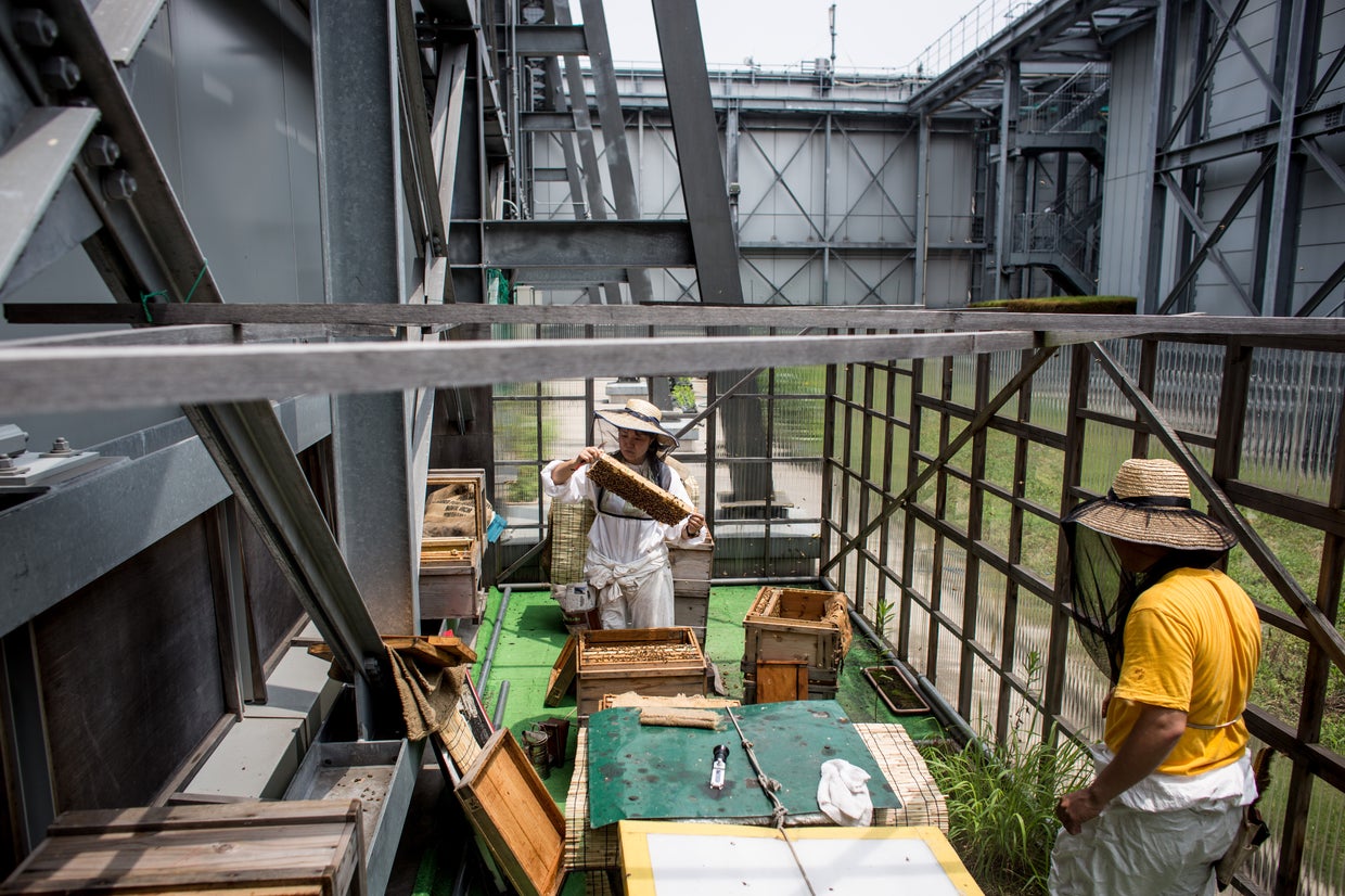 Rooftop beekeepers
