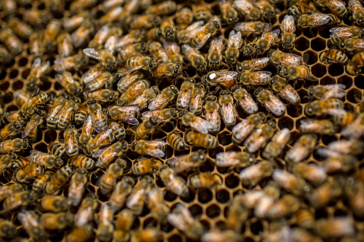 Rooftop beekeepers