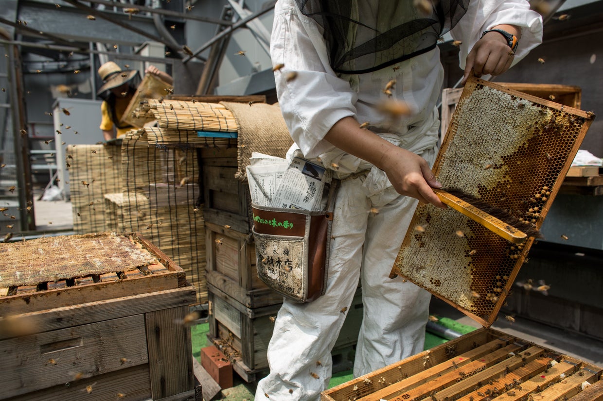 Rooftop beekeepers