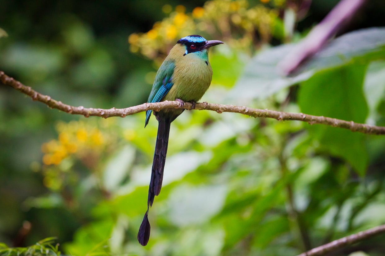 Animals of the Peruvian Amazon